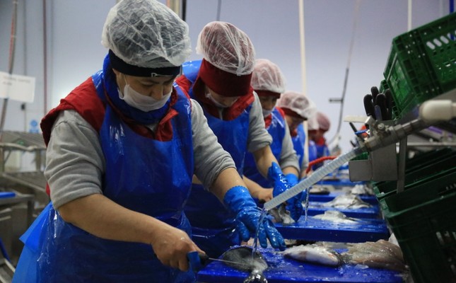 Turkey's aquaculture exports rise by 9 pct this season - Daily Sabah