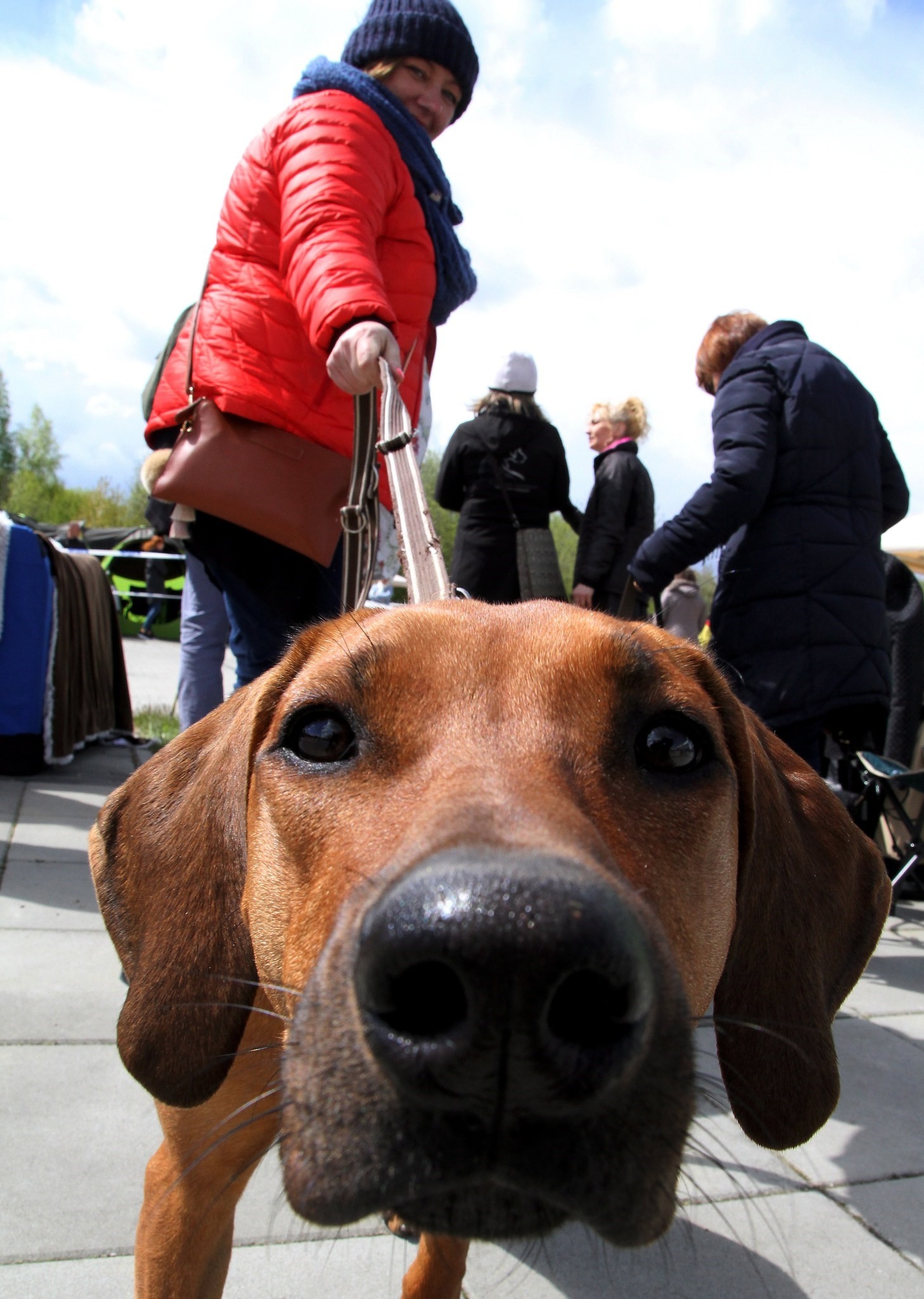 Myth debunked: Humans' sense of smell 'just as good as dogs' | Daily Sabah Myth debunked: Humans' sense of smell 'just as good as dogs' | Daily Sabah