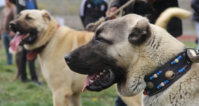 Turkish shepherd dog competition held in western Turkey - Daily Sabah