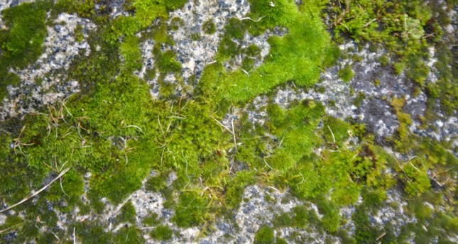 Common moss may prove a cheap city pollution monitor, scientists say ...