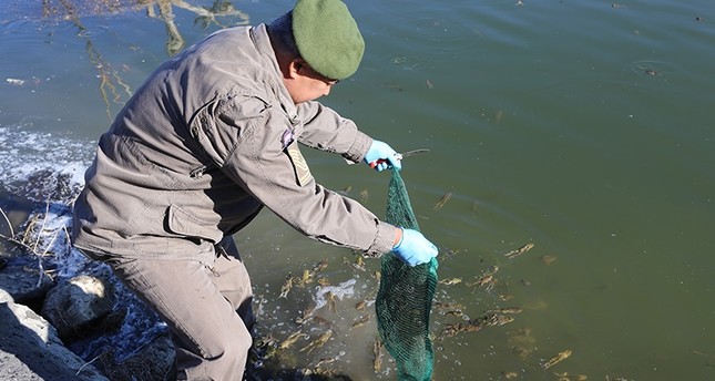 Frog smugglers caught in central Turkey - Daily Sabah