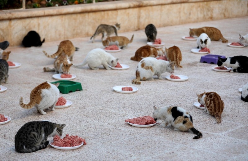 Aleppo's ‘cat man’ launches feline sanctuary amid Syria war | Daily Sabah