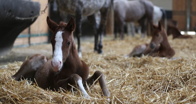 Centuries-old Ottoman farm still raises horses that gallop to victory ...