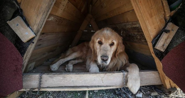 Wood scraps converted into warm homes for stray dogs - Daily Sabah