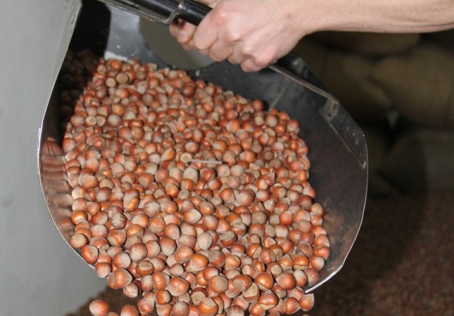 Exports of Turkish hazelnuts to China see massive increase - Daily Sabah