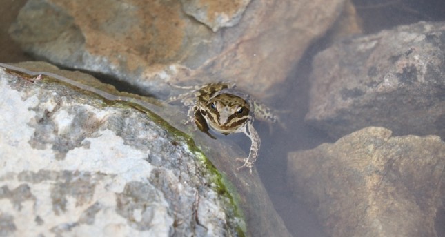 Meet the endangered silent frog of central Anatolia - Daily Sabah