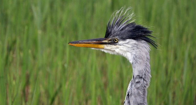 Early warm weather brings migratory birds back to Iğdır - Daily Sabah