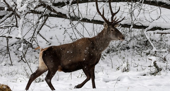 Rangers keep an eye on Istanbul's wildlife during winter - Daily Sabah