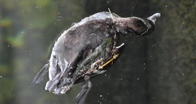 Alarm in Europa: Vogelgrippe breitet sich aus - Daily Sabah Alarm in Europa: Vogelgrippe breitet sich aus - Daily Sabah
