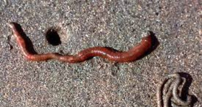 The story of how a worm turned into a bringer of medical miracles ...