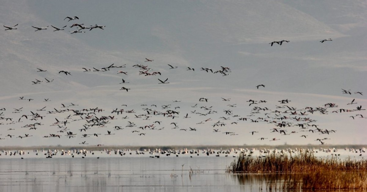 Turkey a key stopover for world's migratory birds | Daily Sabah