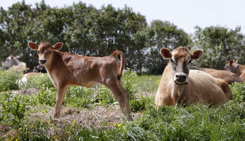 Organic dairy farmers vow to compete in changing industry | Daily Sabah