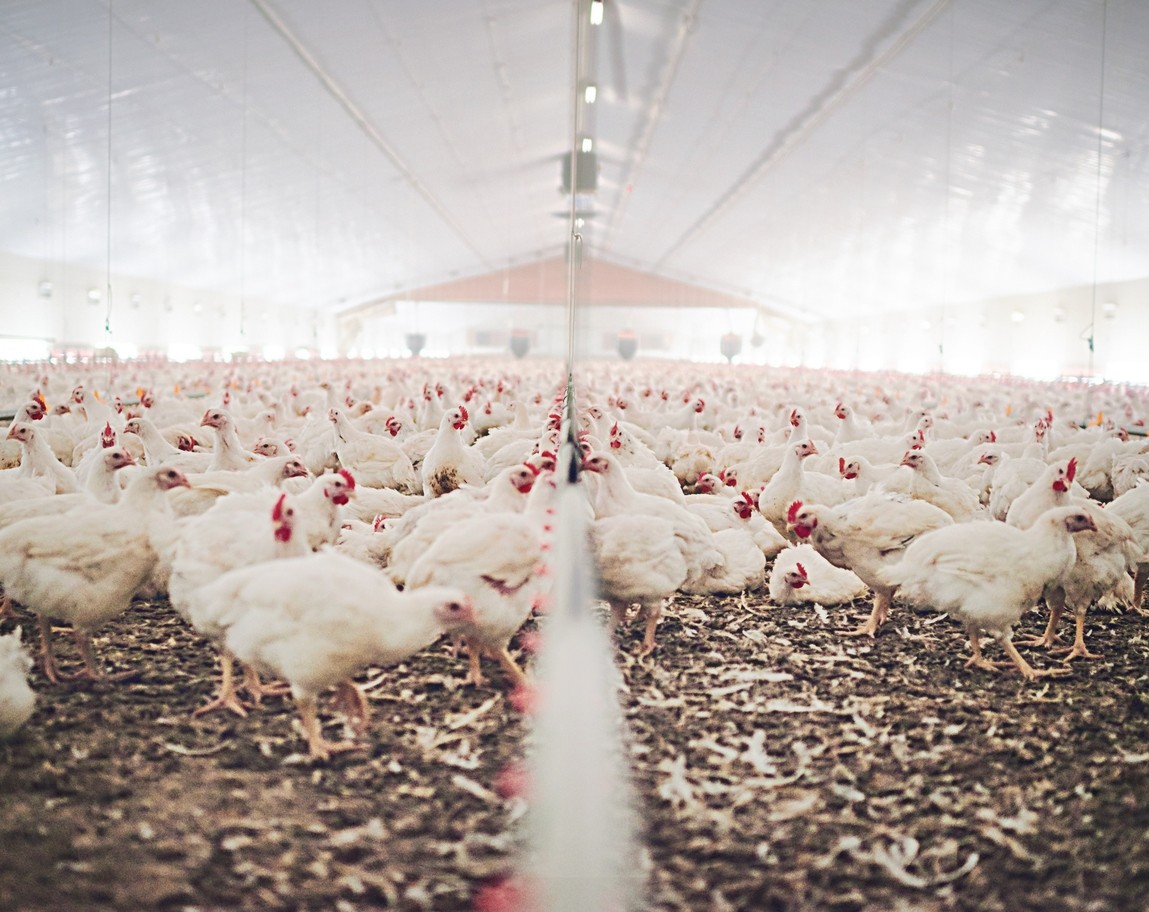 Turkey's poultry production rises in May | Daily Sabah
