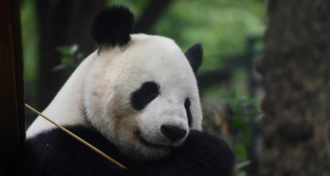 Tokyo zoo visitors flock to view mum-to-be panda - Daily Sabah