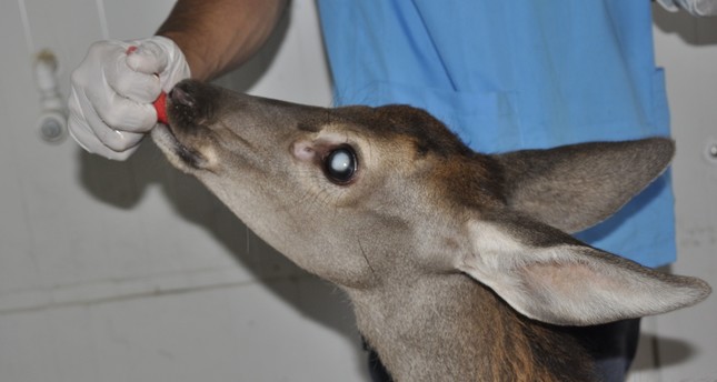 Landmark surgery restores sight for red fawn - Daily Sabah