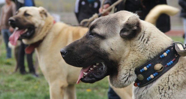 Turkish shepherd dog competition held in western Turkey - Daily Sabah