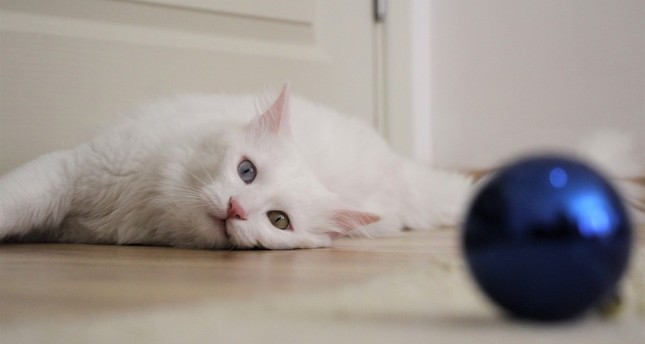 Sezar, the most beautiful Van cat, owes its fluffiness to good care ...