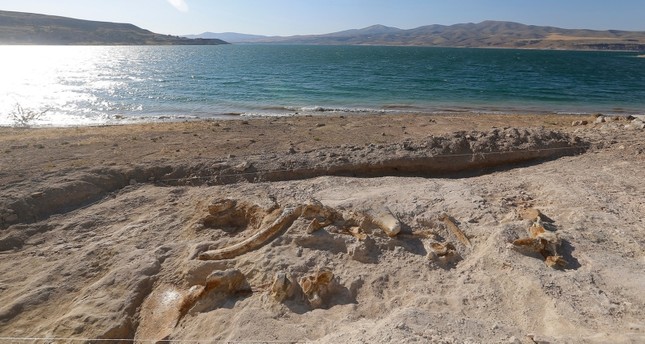 7.5 million-year-old giraffe fossil discovered in central Turkey ...