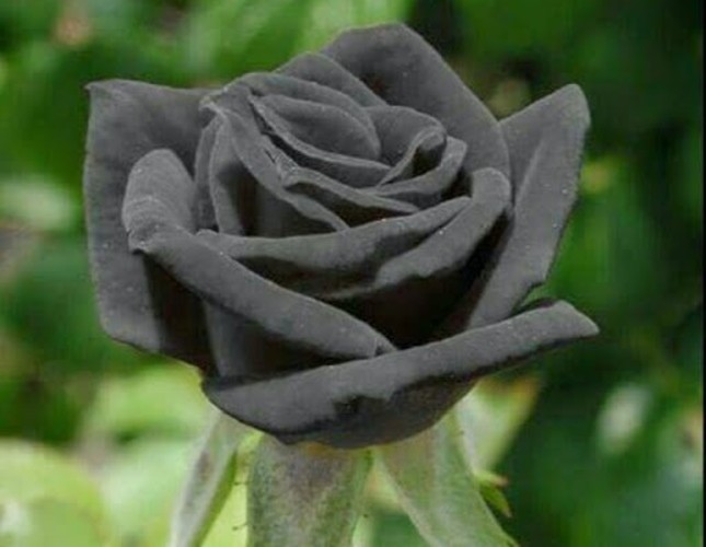 Black rose of Halfeti packaged to be enjoyed year-round - Daily Sabah
