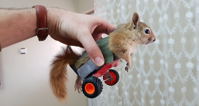 Paralyzed squirrel returns to wild thanks to walker - Daily Sabah