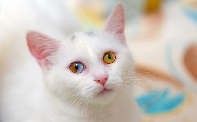 Rare Van cat with two colors in one eye excites researchers - Daily Sabah