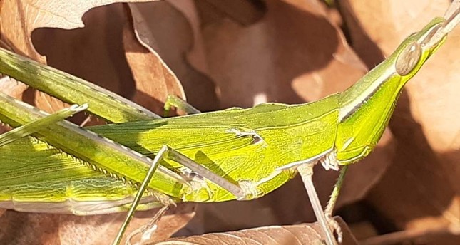 Red-listed cone-headed grasshopper spotted at Mount Ida in western ...