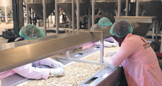 Europe's largest pistachio processing plant established in Siirt ...