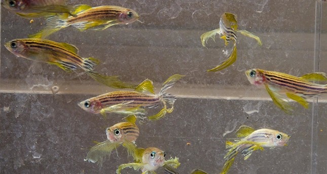 Zebrafish brain cells could help cure Alzheimer’s disease, Turkish-led ...