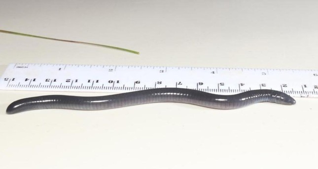 Burrowing, worm-like amphibian named after Trump - Daily Sabah