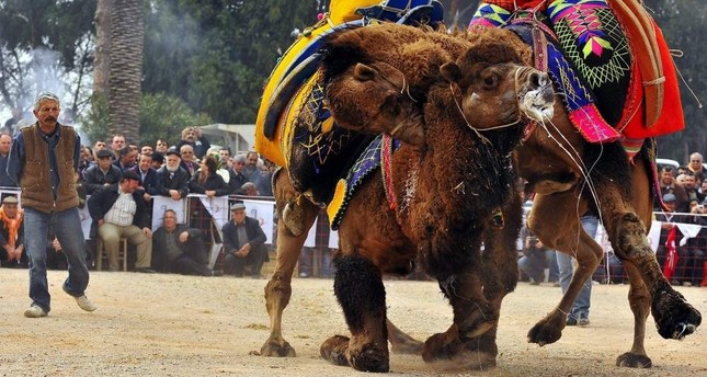 Camel wrestling season kicks off in Turkey - Daily Sabah