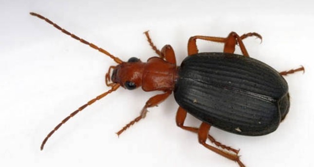 'Beetlejuice' works for real beetles too - Daily Sabah