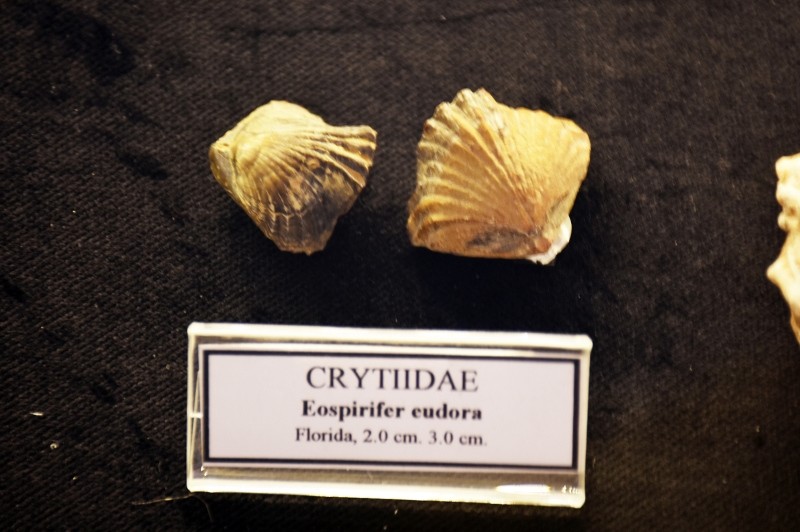 460 million-year-old seashell fossil found among donations to Bodrum ...