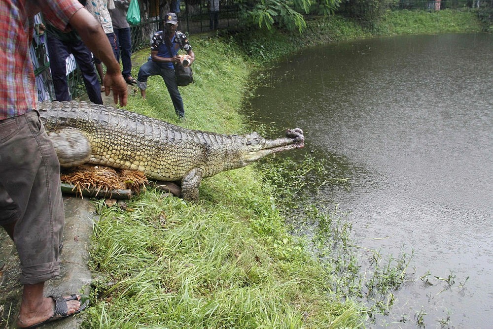 Amid prolonged dry spell, crocodiles kill 7 in Rwanda | Daily Sabah