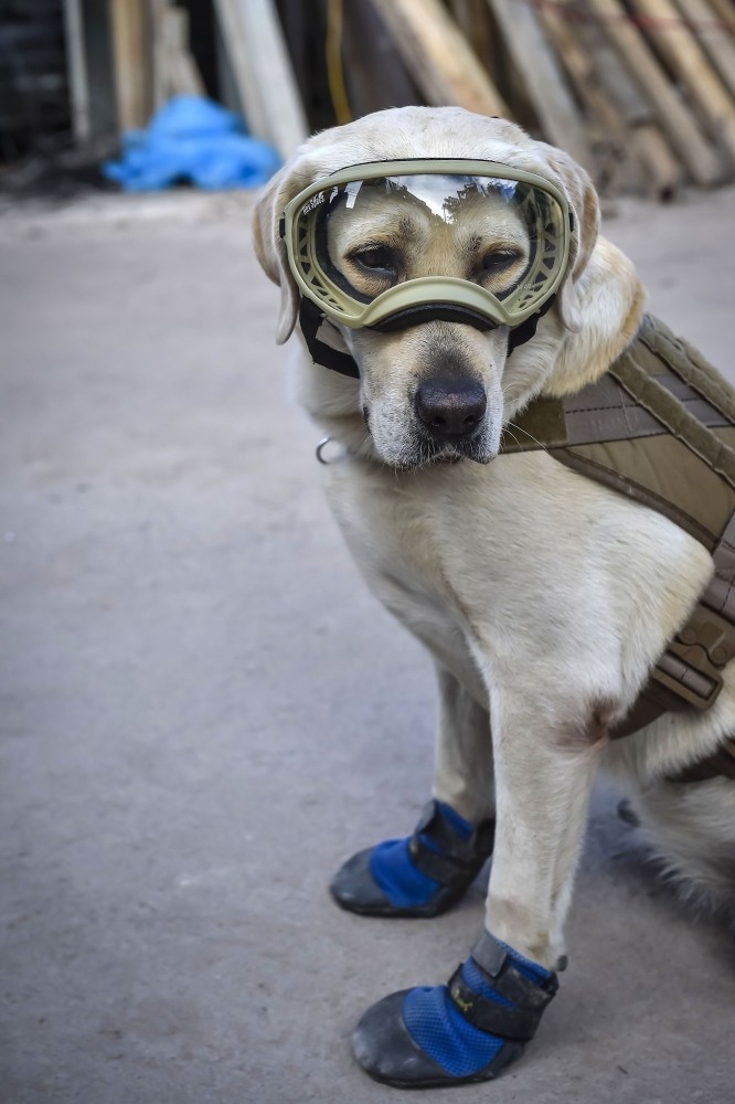 Frida, 4-legged heroine of Mexico's quake to the rescue | Daily Sabah