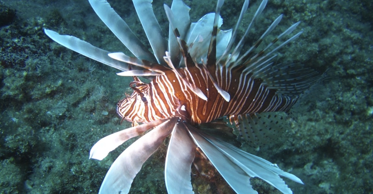 A different picture of Turkey's underwater heritage to be introduced to ...