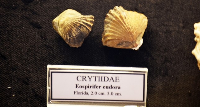 460 million-year-old seashell fossil found among donations to Bodrum ...