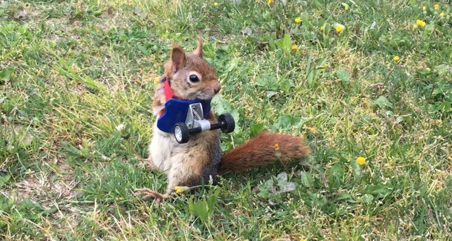 Maimed squirrel rolls to freedom - Daily Sabah