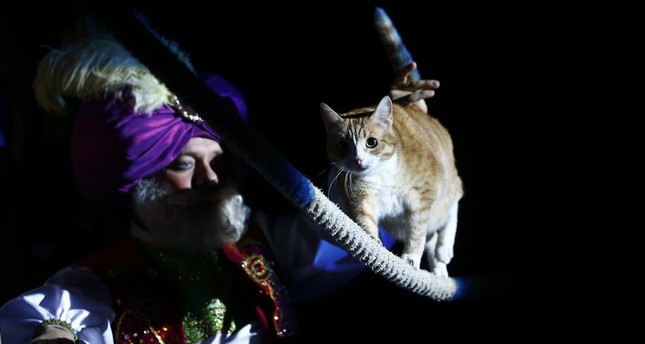 Moscow Cat Theater trains feline talent - Daily Sabah