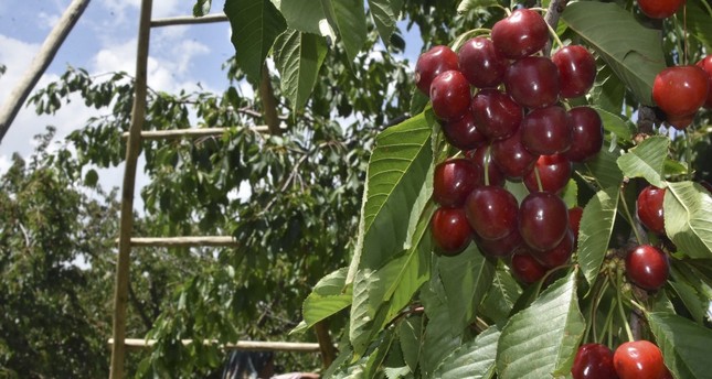 Record on the horizon in Turkey's cherry exports - Daily Sabah