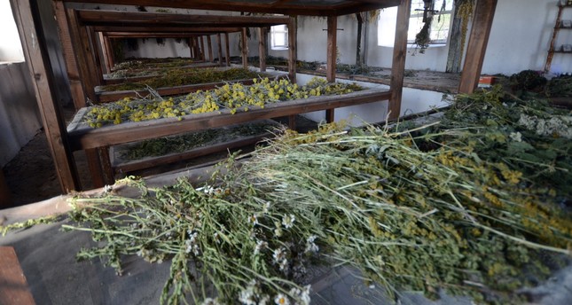 Kars mountains rich in medical plants - Daily Sabah