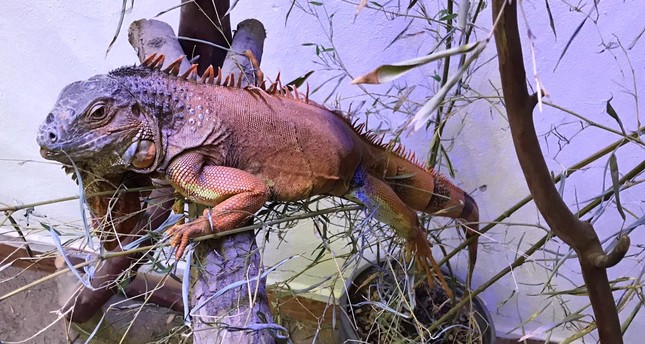 Abandoned pet iguana finds new home - Daily Sabah