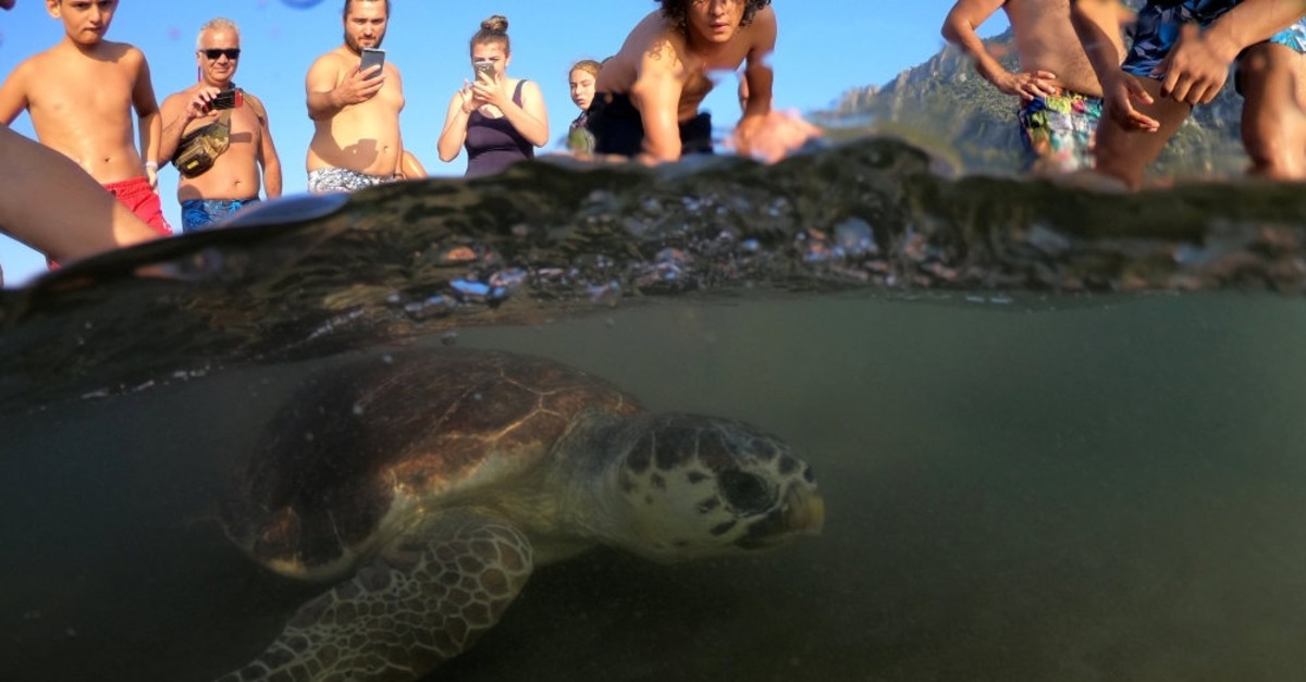 Swimming with loggerheads: Dalyan to host international open sea race ...