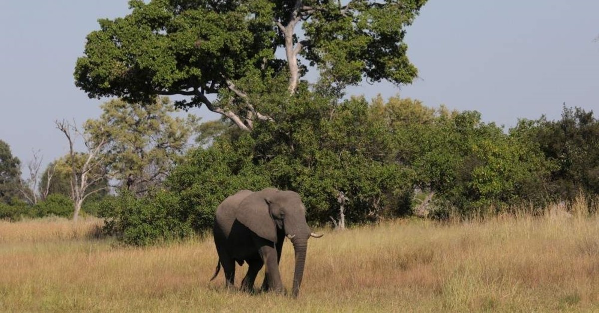 Botswana auctions off elephant hunting licenses | Daily Sabah Botswana auctions off elephant hunting licenses | Daily Sabah