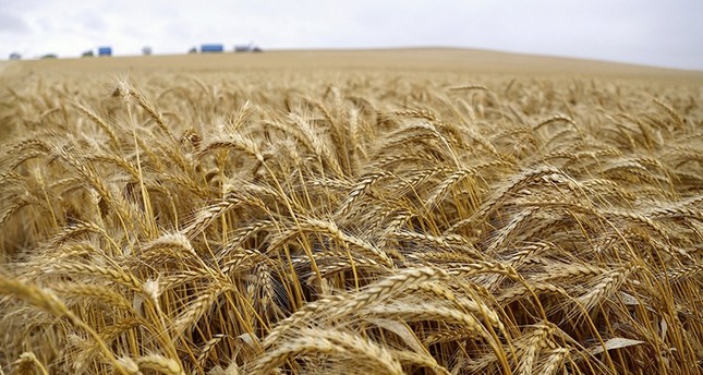 Devastating wheat disease may re-emerge in Britain and Europe ...
