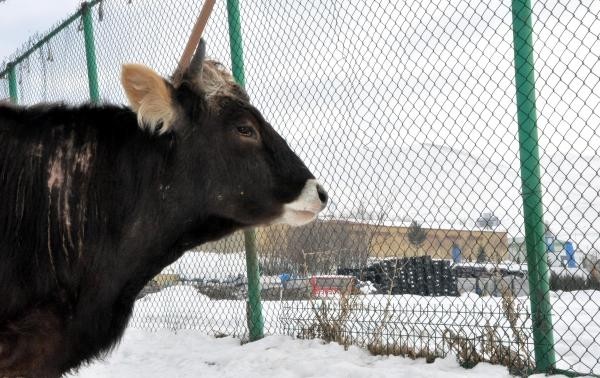 Arrested cow to be resettled to farm | Daily Sabah