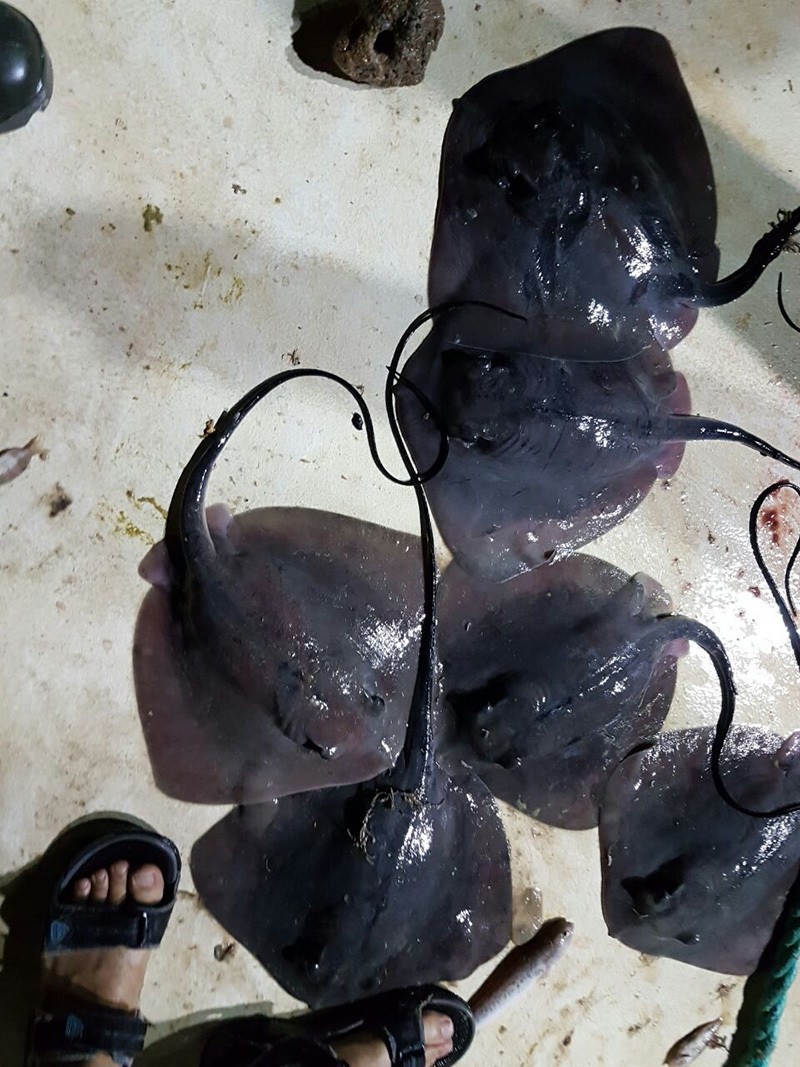 largest stingray size