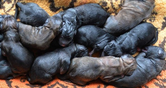 Stray dog gives birth to miracle litter of 16 pups in southern Turkey ...