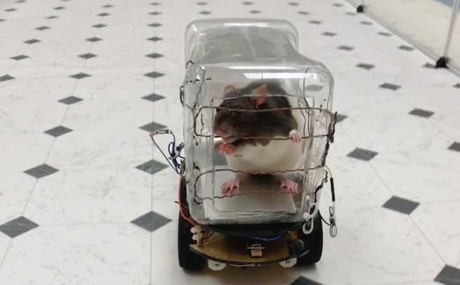 Rats trained to drive tiny cars find it relaxing - Daily Sabah Rats trained to drive tiny cars find it relaxing - Daily Sabah