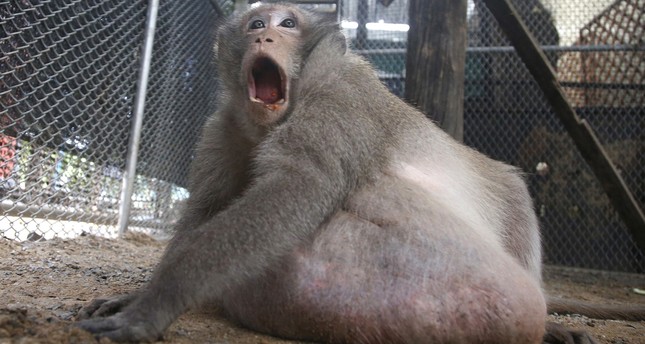 Thailand's morbidly obese monkey on diet after gorging on junk food ...
