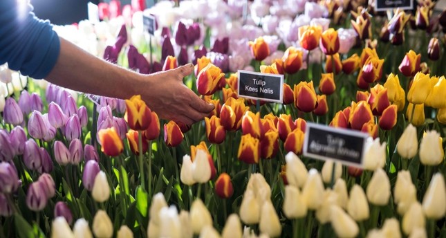 Spring flowers bloom at Istanbul Festival this weekend - Daily Sabah